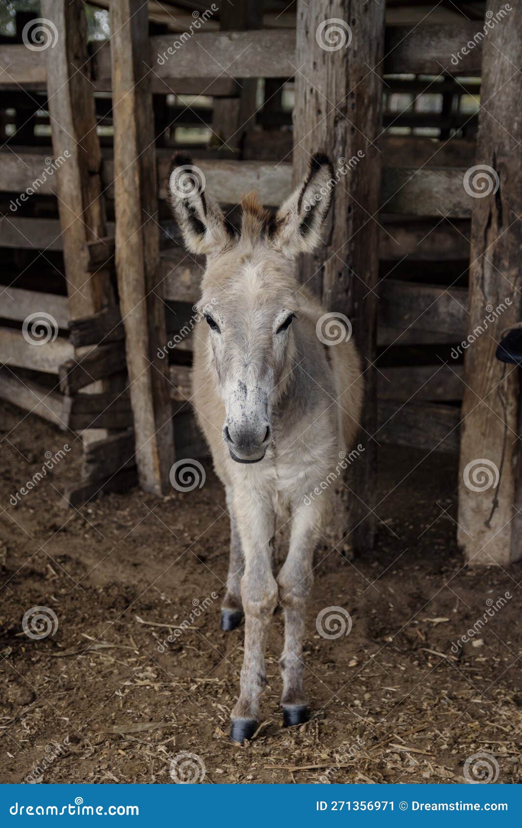 Cute donkeys in the field stock image. Image of village - 271356971