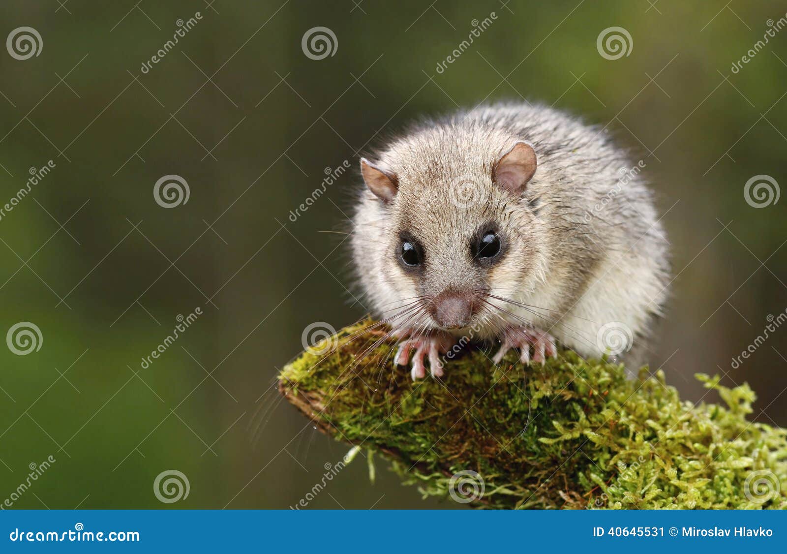 Cute dormouse stock image. Image of wildlife, nature - 40645531