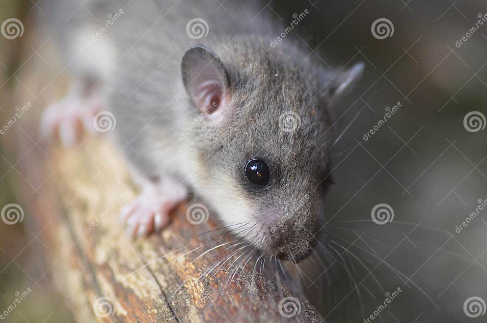 Cute dormouse stock photo. Image of detail, close, little - 77298554