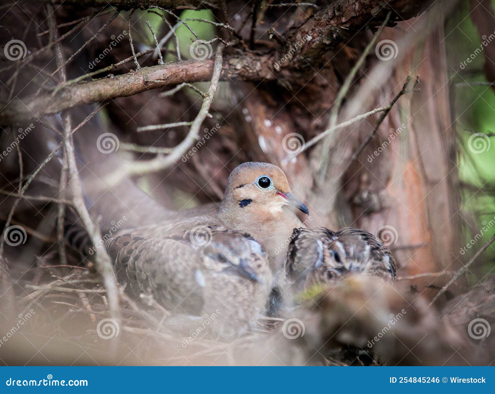 Cute dove in its nest stock photo. Image of bird, view - 254845246