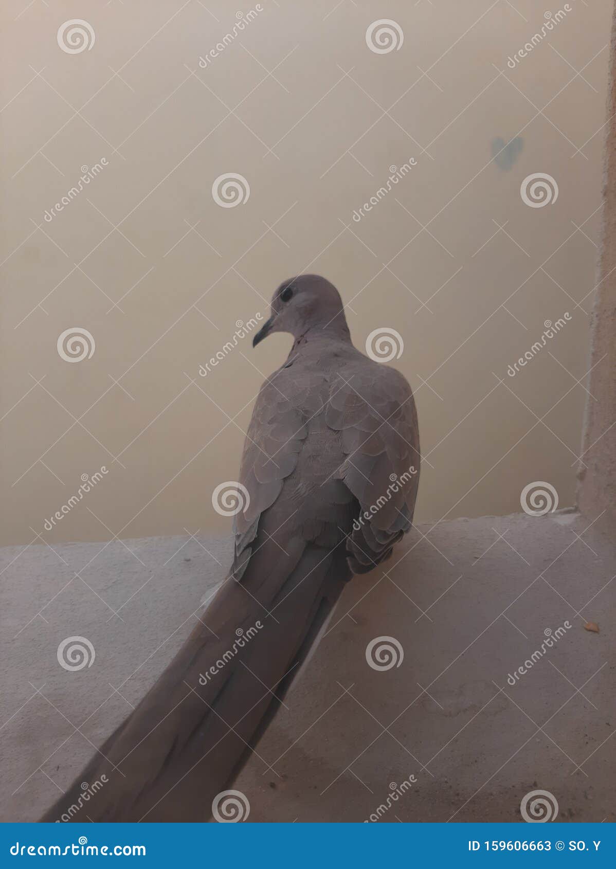 A Cute Dove on the Window at the Evening Stock Image - Image of dove ...