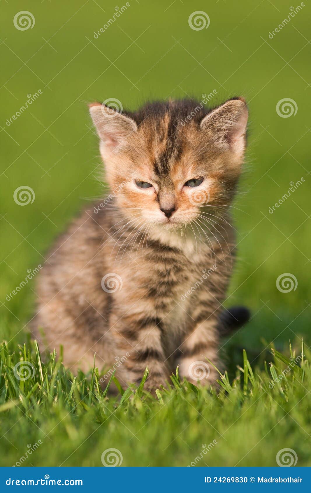 Cute dreaming kitten stock photo. Image of animal, cuddly - 24269830