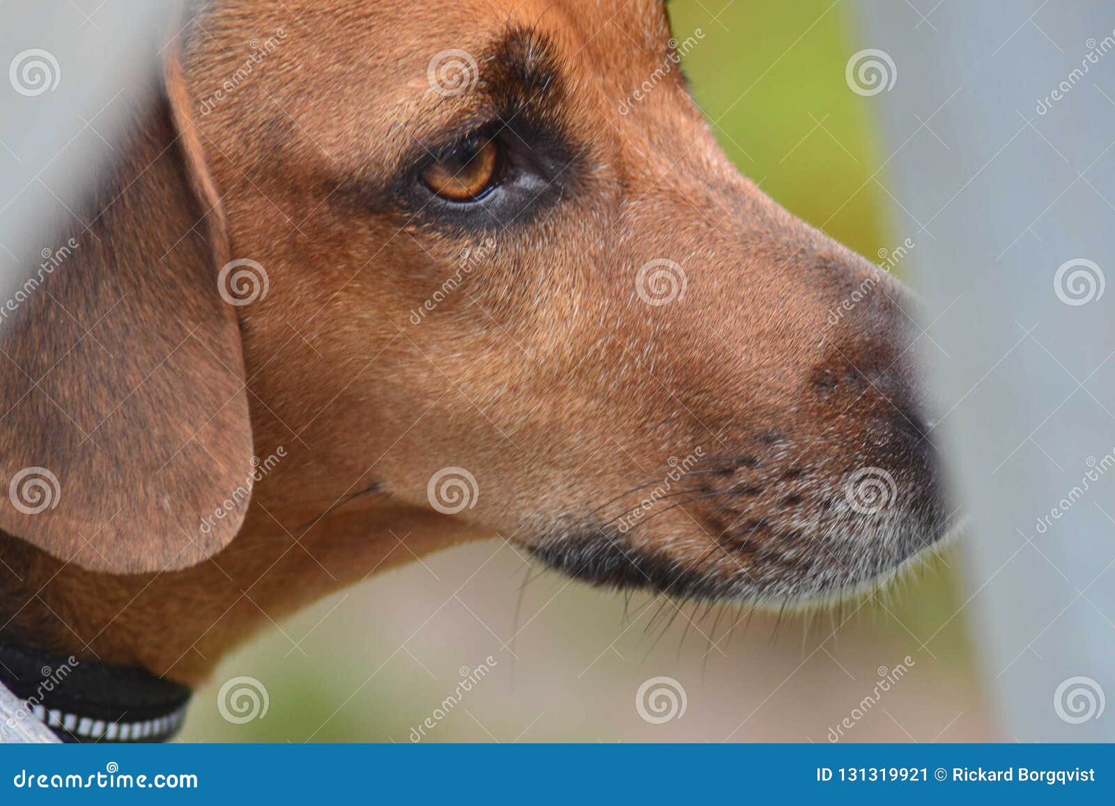 Cute drog portrait stock image. Image of portrait, side - 131319921