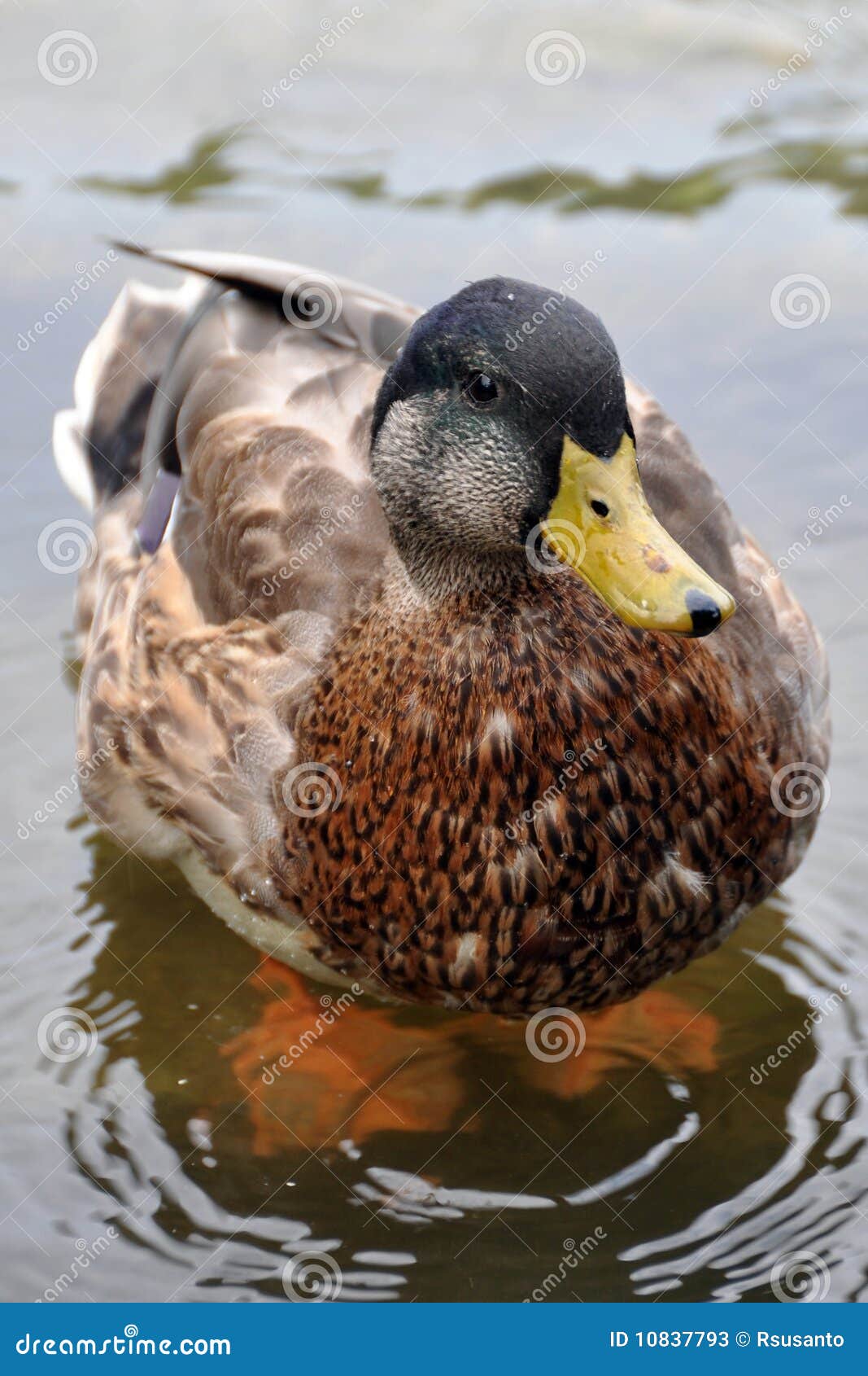 Cute Duck stock image. Image of camera, posing, duck - 10837793