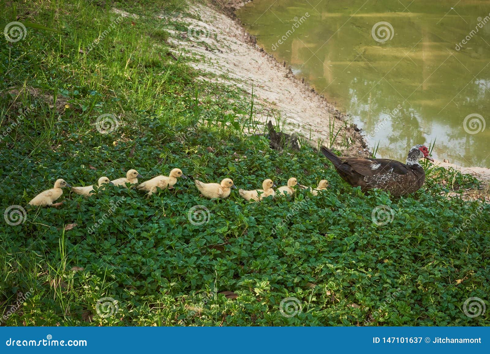 Cute Duck and Duckling Walk in Row Stock Image - Image of group, cute ...