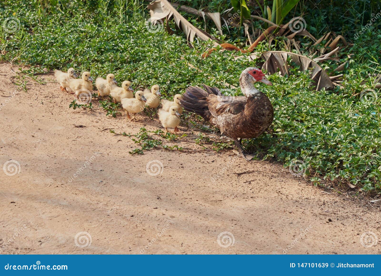 Cute Duck and Duckling Walk in Row Stock Image - Image of baby, mother ...