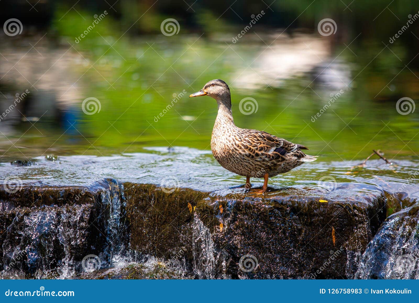 Cute Duck on the Edge of a River Fall Stock Image - Image of bird ...