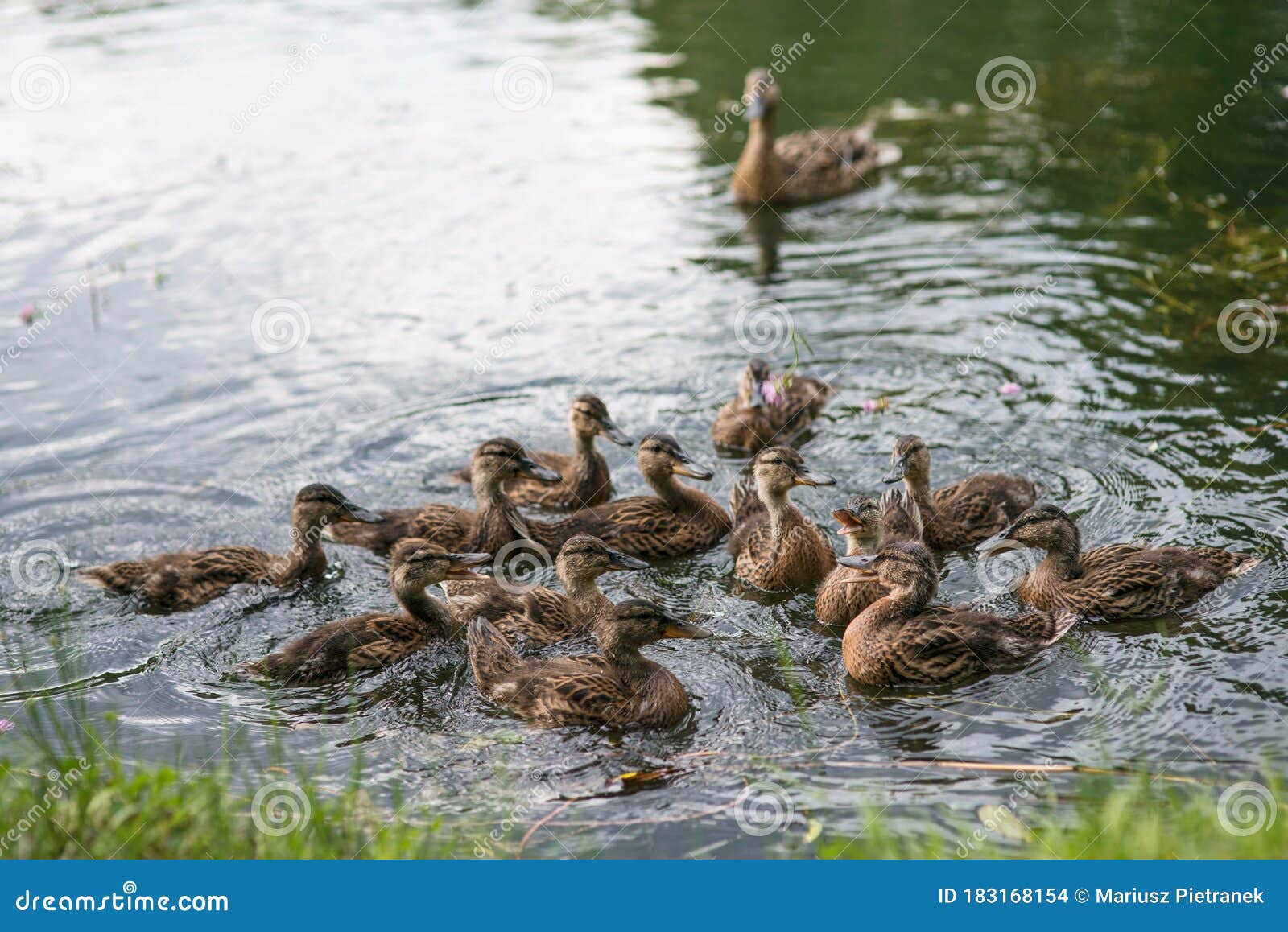 Duck Family Have Fun in Water Stock Photo - Image of animal, lovely ...