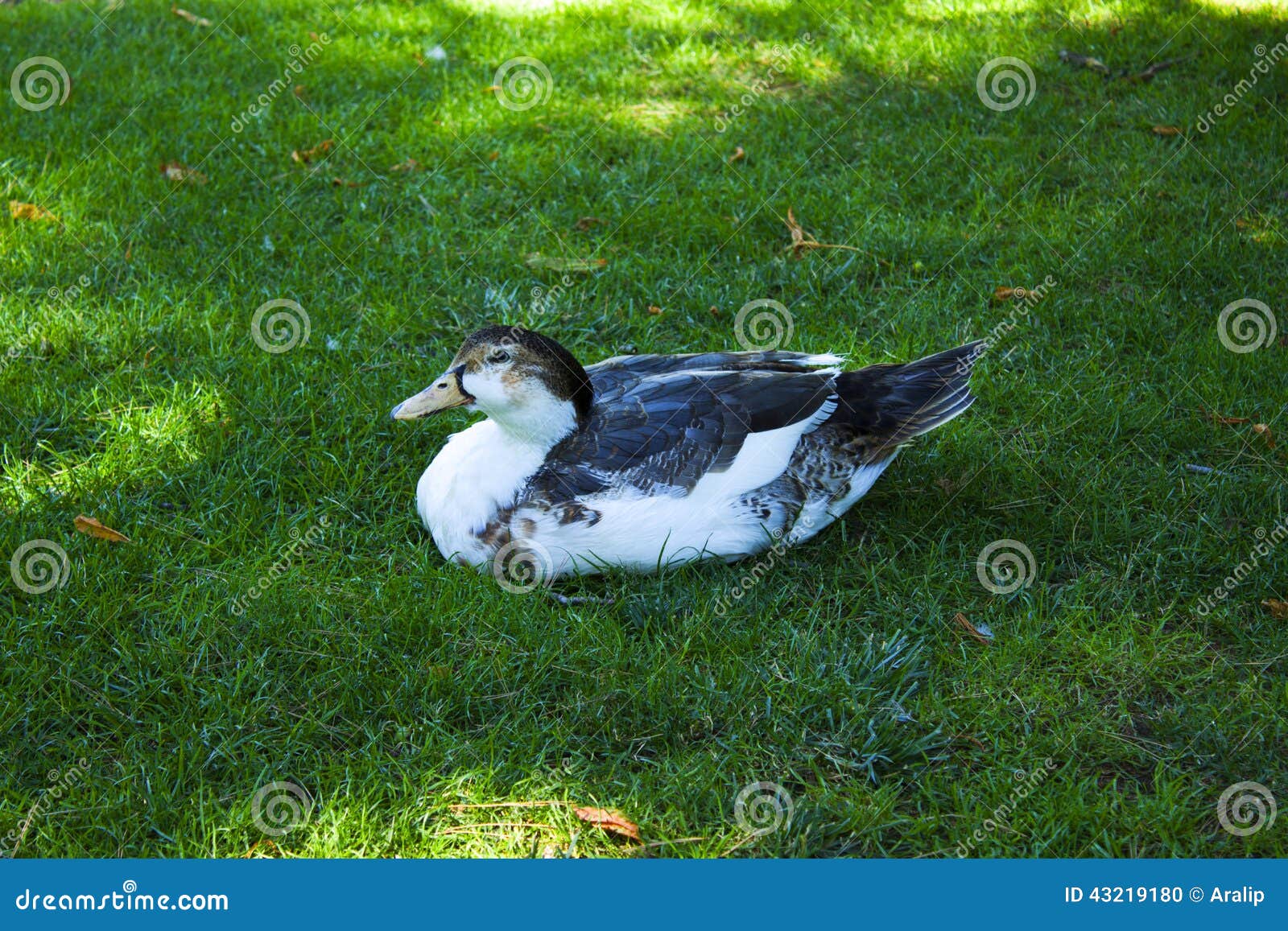 A cute duck on the grass stock photo. Image of grass - 43219180