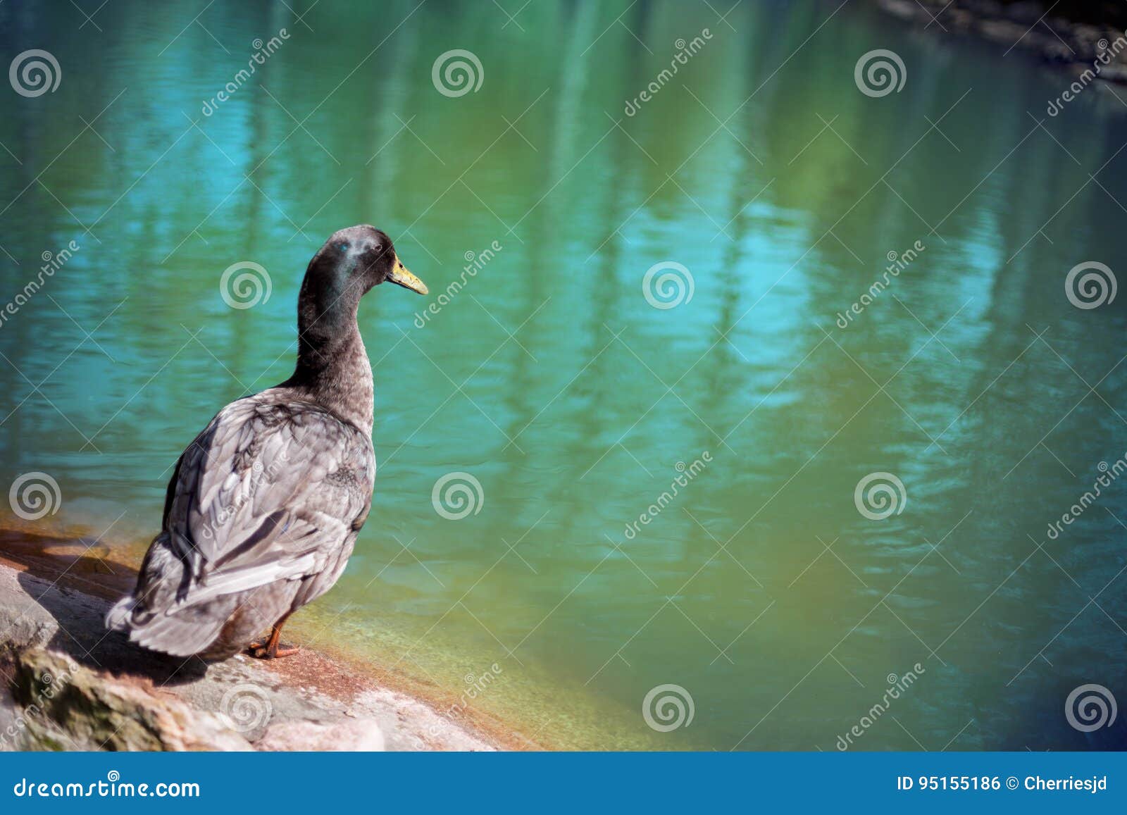 Cute duck looking at water stock photo. Image of colorful - 95155186