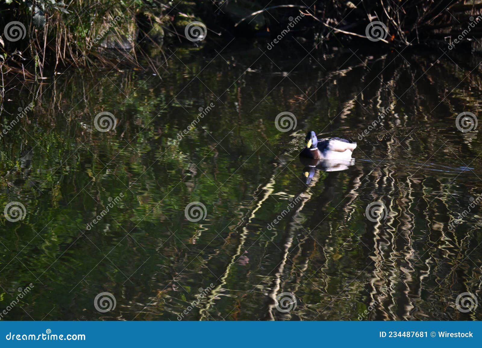 Cute duck on a mossy lake stock image. Image of summer - 234487681