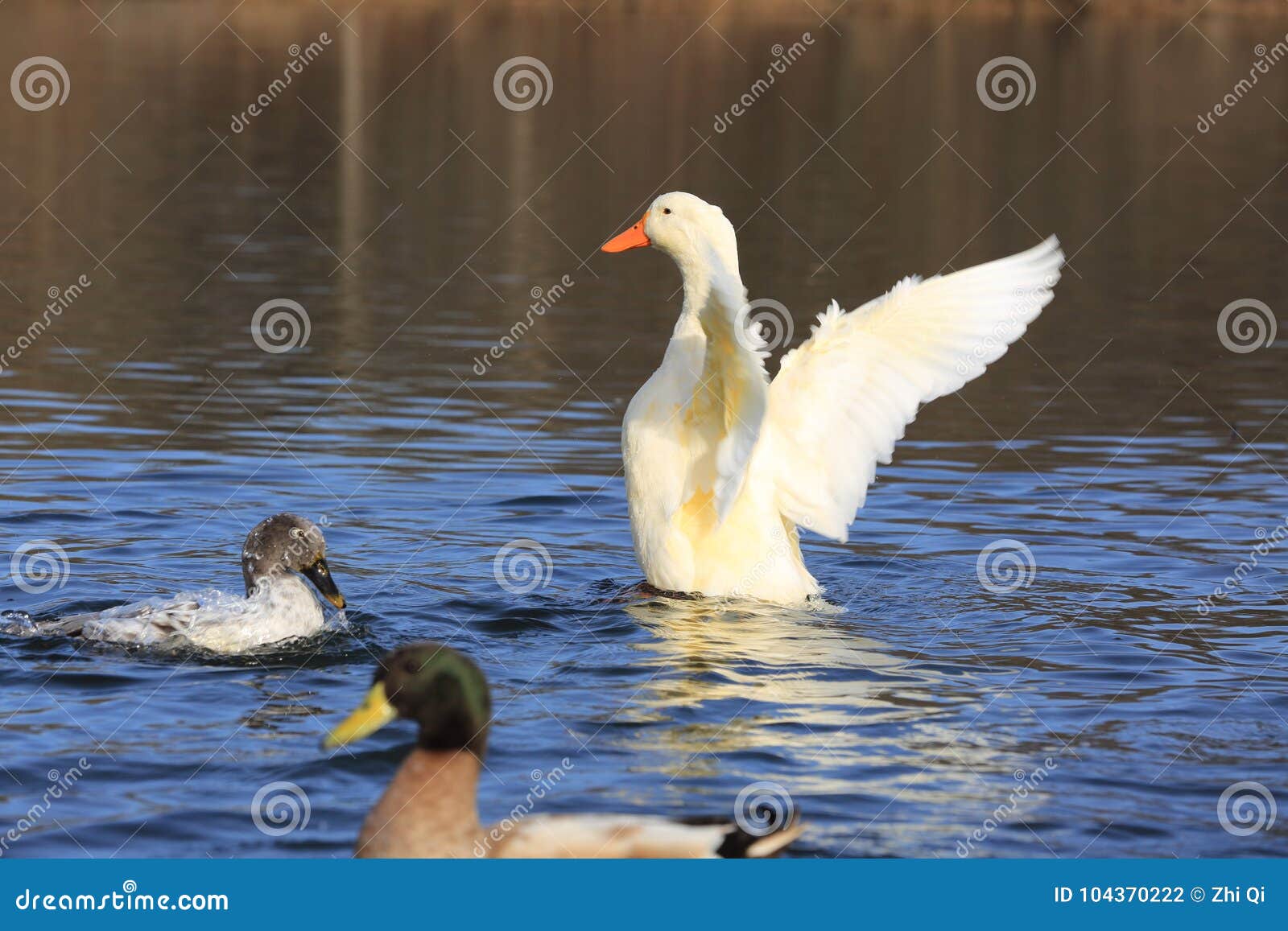 Cute duck playing stock photo. Image of childhood, pond - 104370222