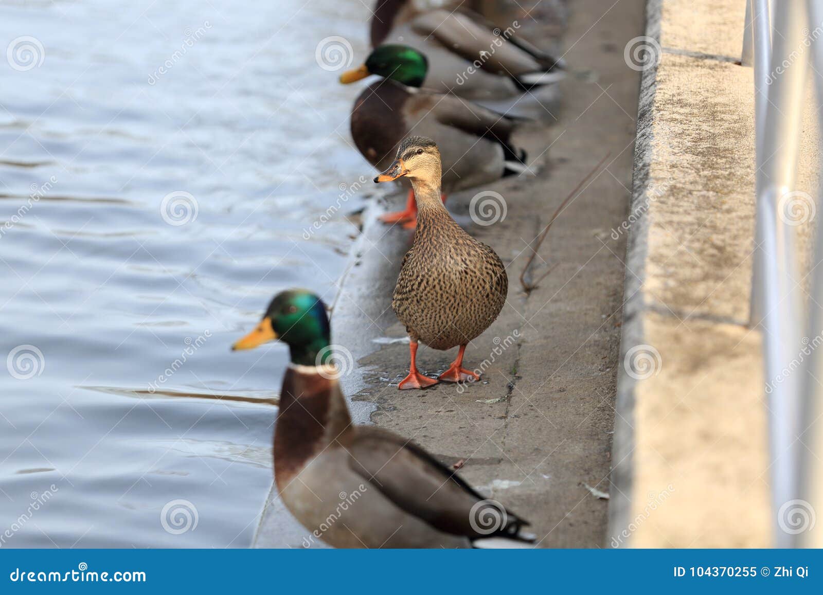Cute duck playing stock image. Image of river, childhood - 104370255
