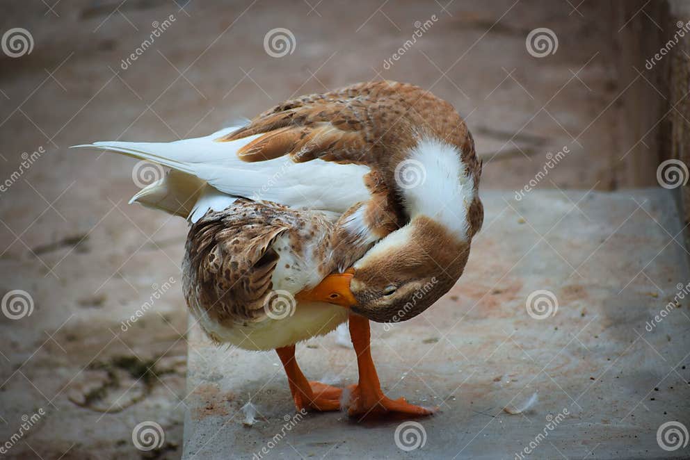 Cute Duck Scratching Itself on the Ground. Stock Image - Image of ...
