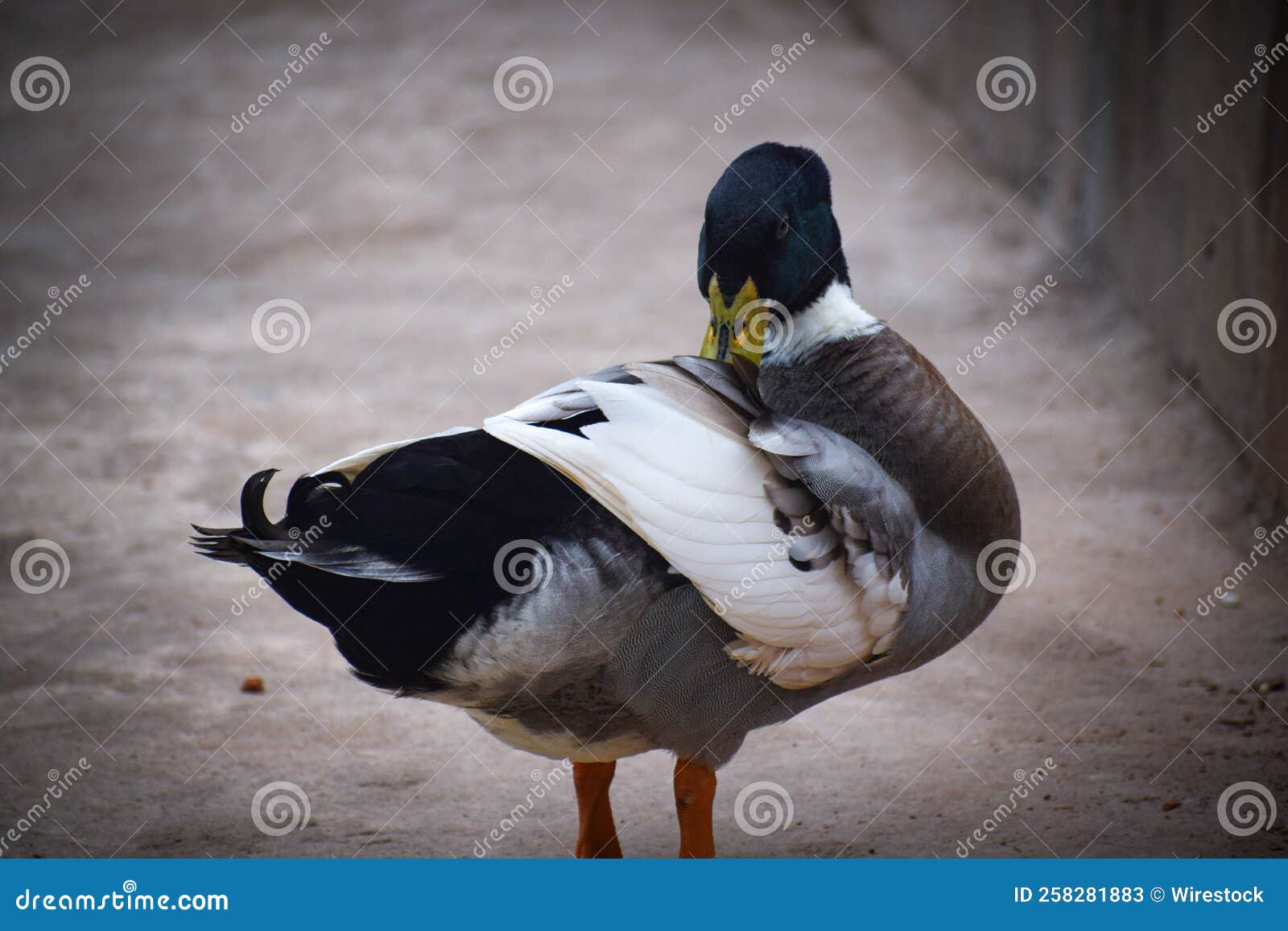 Cute Duck Scratching Itself on the Ground. Stock Image - Image of ...
