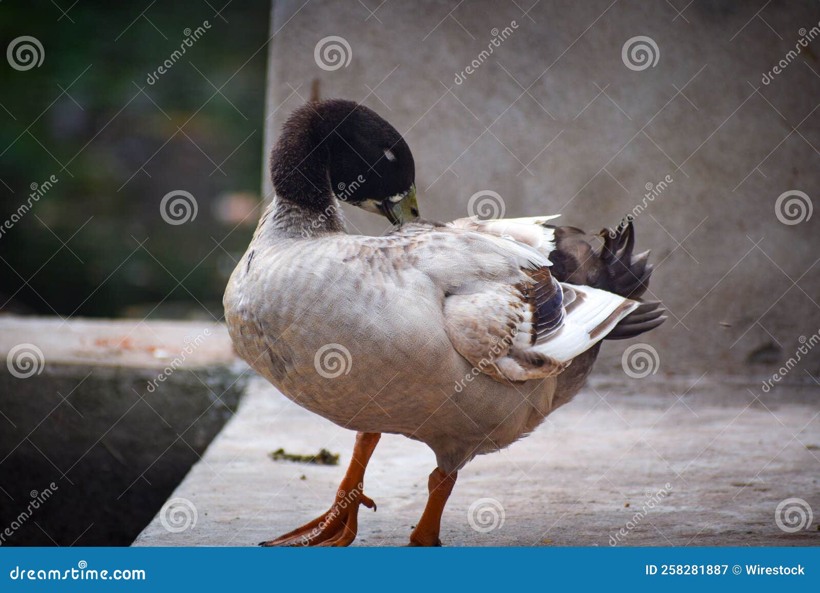 Cute Duck Scratching Itself on the Ground. Stock Image - Image of ...