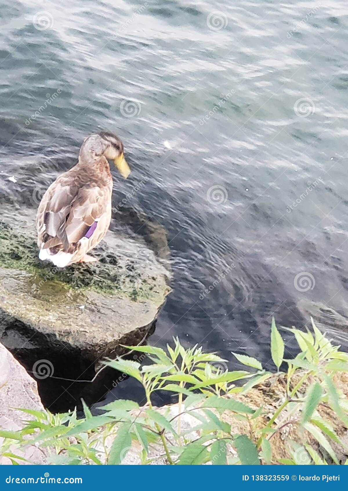 Cute duck stock image. Image of duck, hanging, single - 138323559
