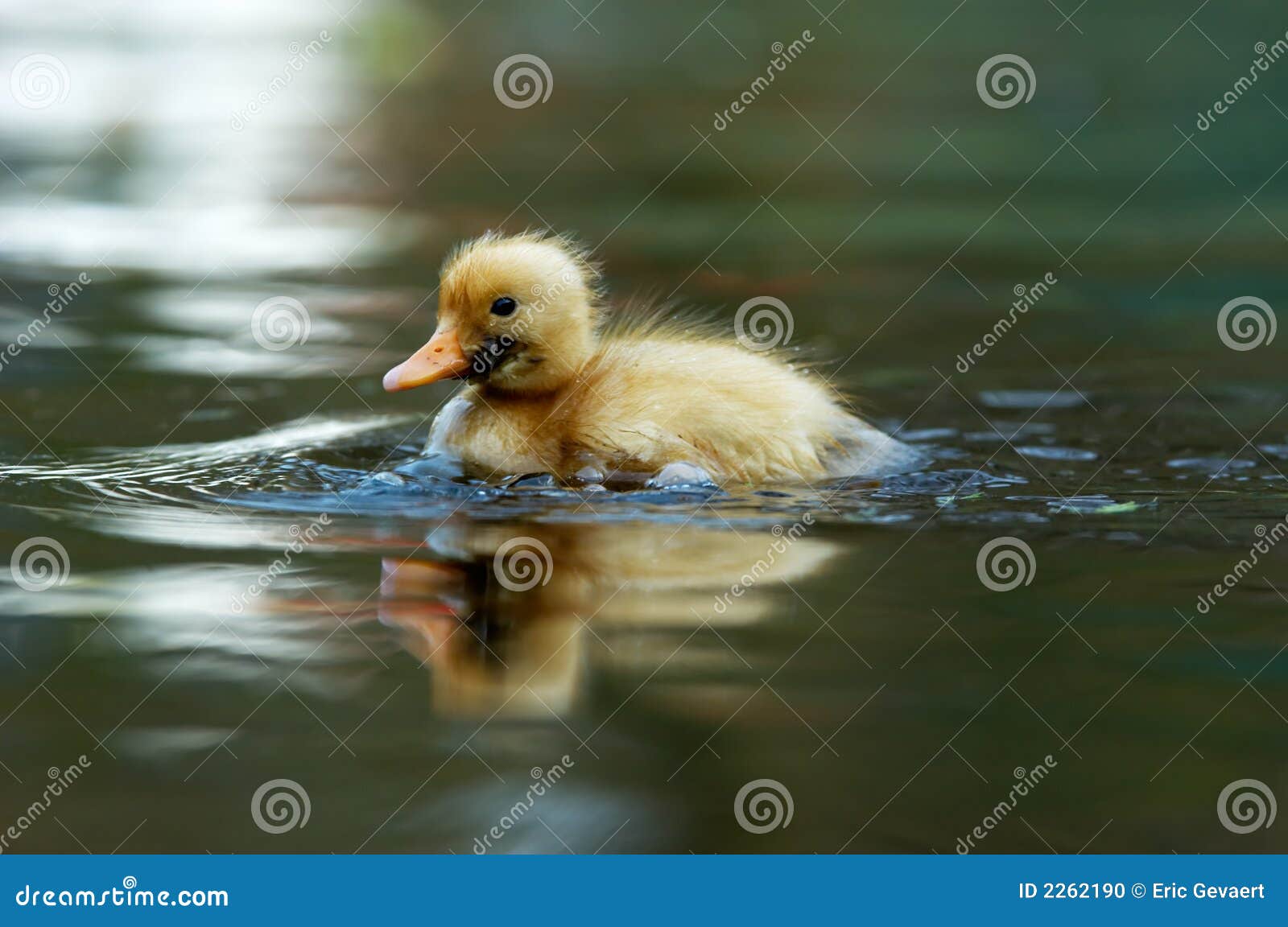 Cute Duckling Stock Photo | CartoonDealer.com #69787710