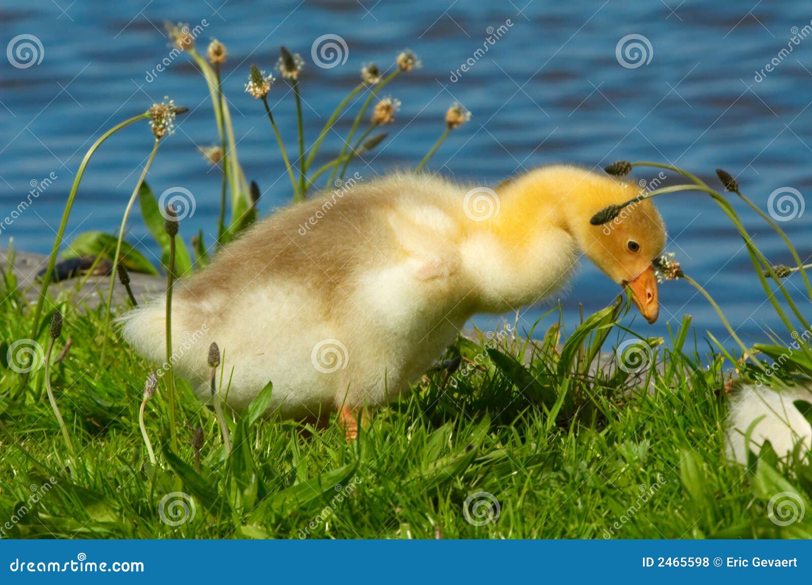 Cute Duckling Picture. Image: 2465598