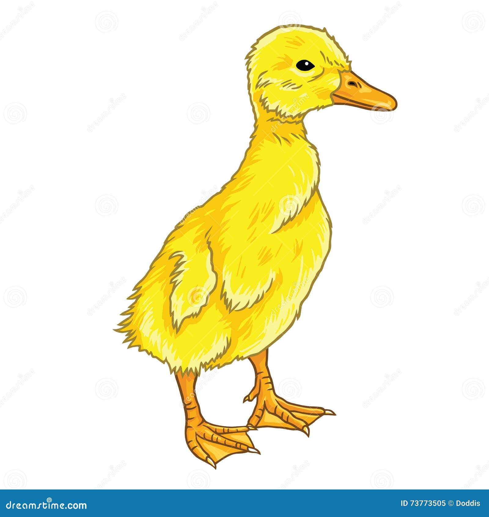 Duckling Cartoon Vector | CartoonDealer.com #135147215