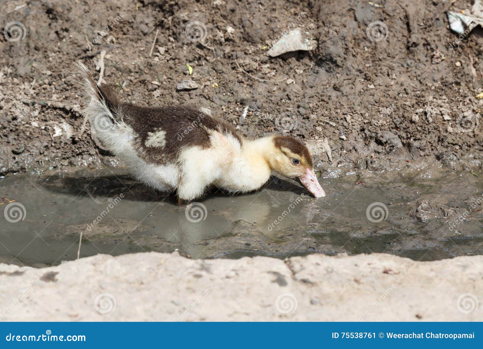 Cute duckling eating stock image. Image of living, beauty - 75538761