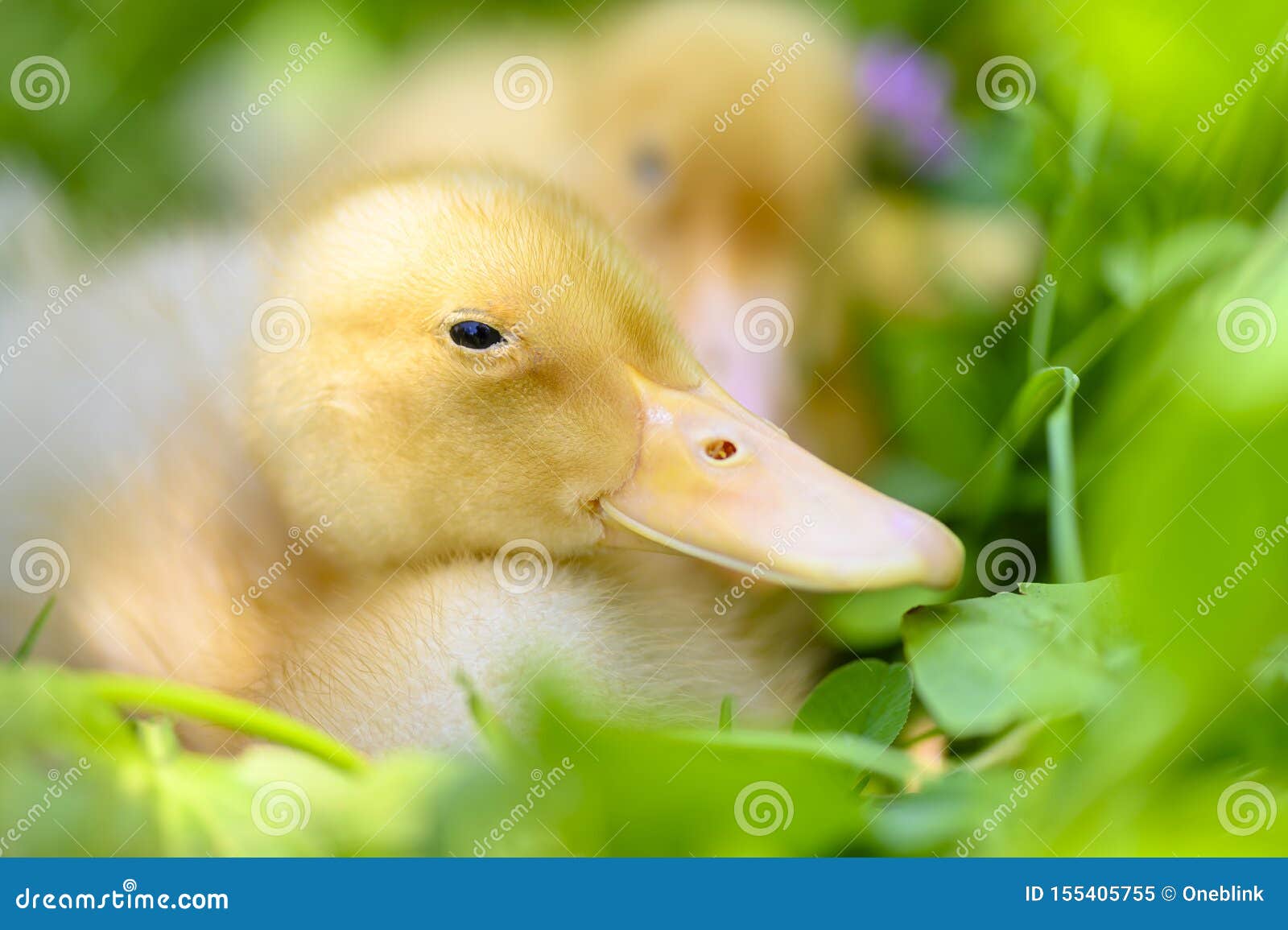 Cute Duckling Relaxing stock image. Image of happy, beautiful - 155405755