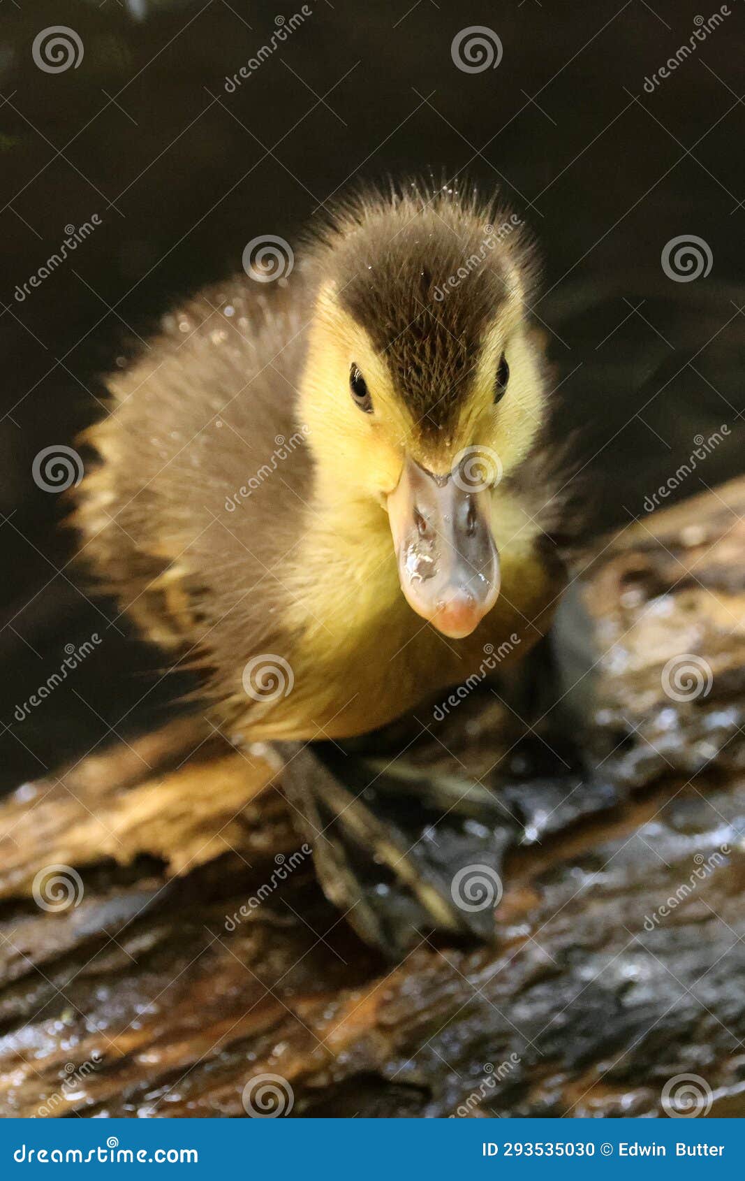 Cute duckling stock photo. Image of duck, adorable, sitting - 293535030