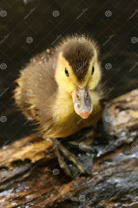 Cute duckling stock photo. Image of duck, adorable, sitting - 293535030