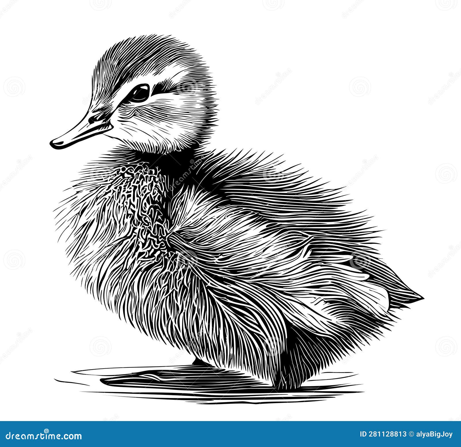 Duckling Sketch