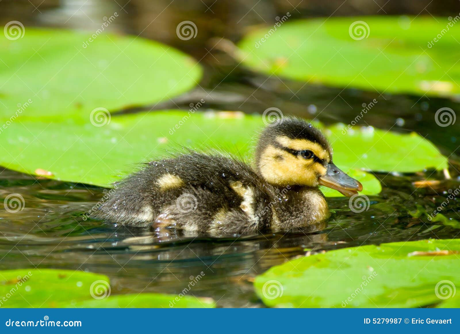 Cute duckling in spring stock image. Image of grey, bird - 5279987