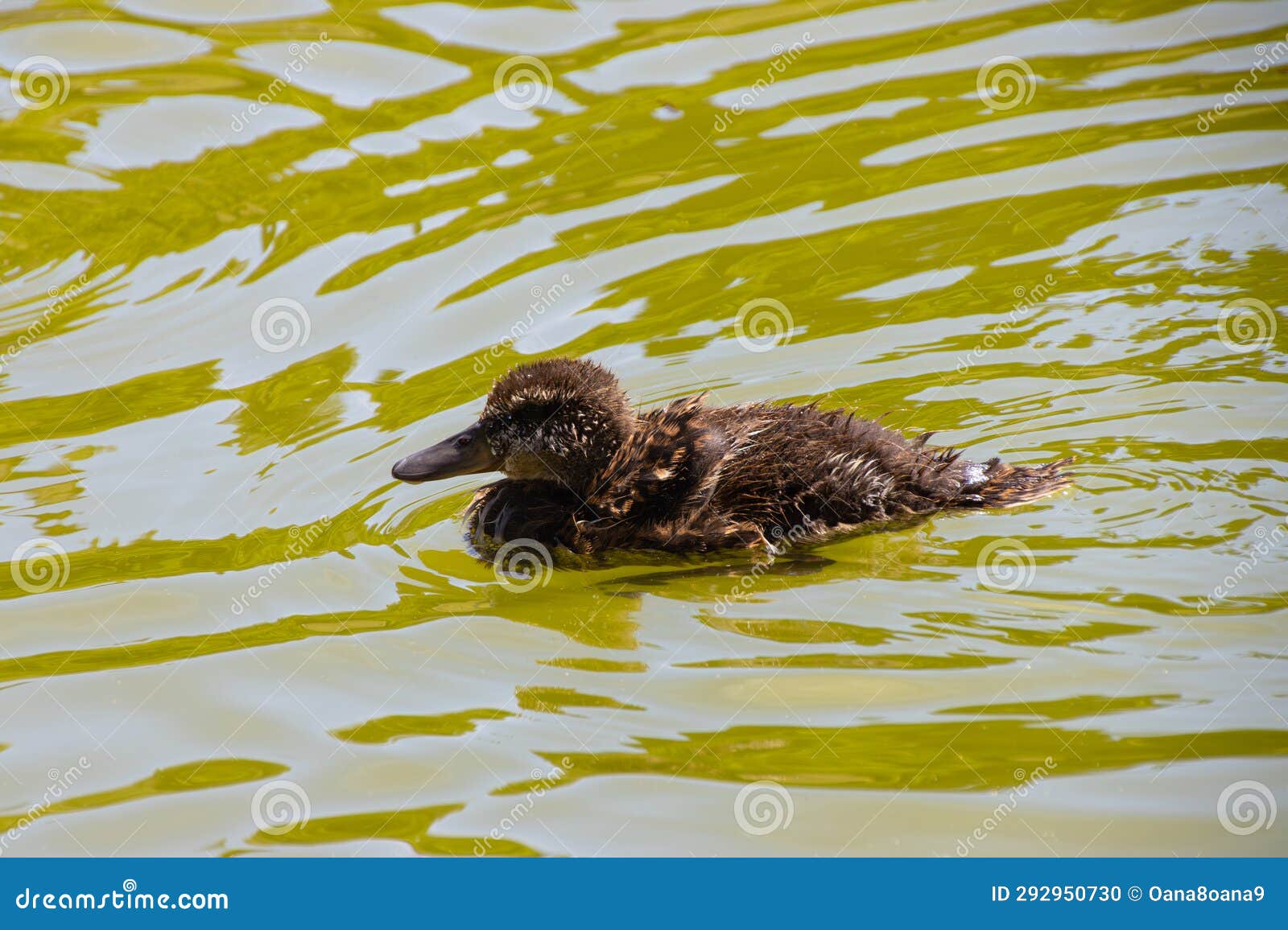 Cute Duckling Swimming in the Pond Stock Photo - Image of environment ...