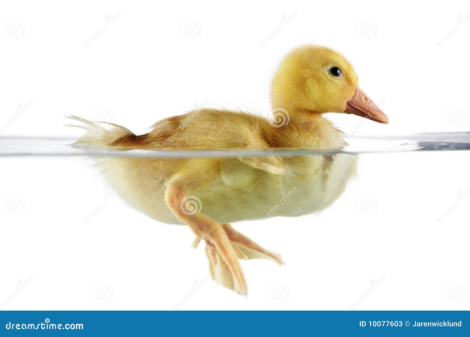 Cute duckling in water stock image. Image of duckling - 10077603