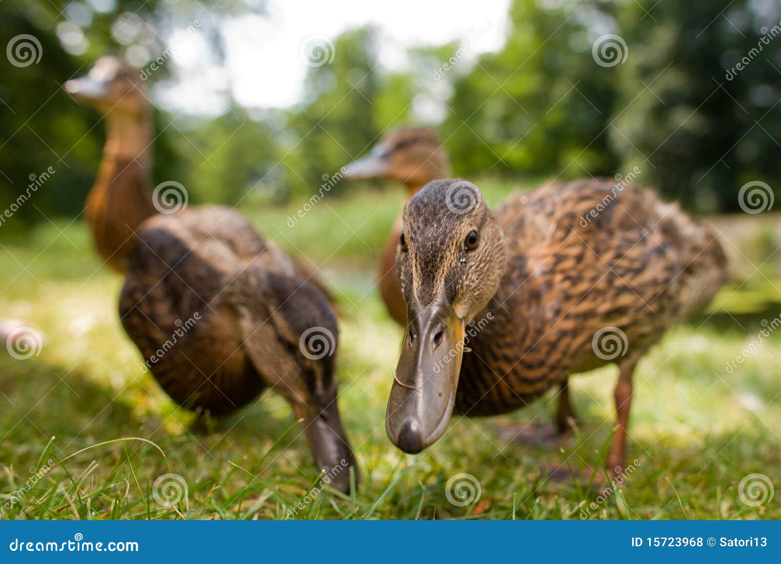 Cute ducklings stock photo. Image of farm, adorable, birds - 15723968