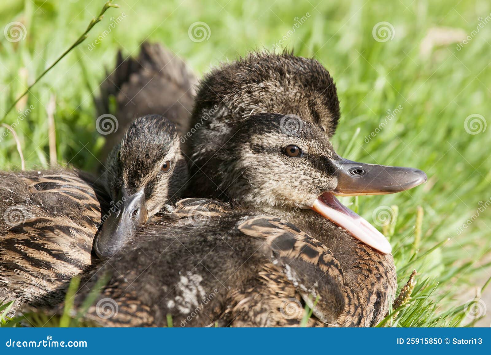 Cute ducklings stock photo. Image of wildlife, game, bird - 25915850