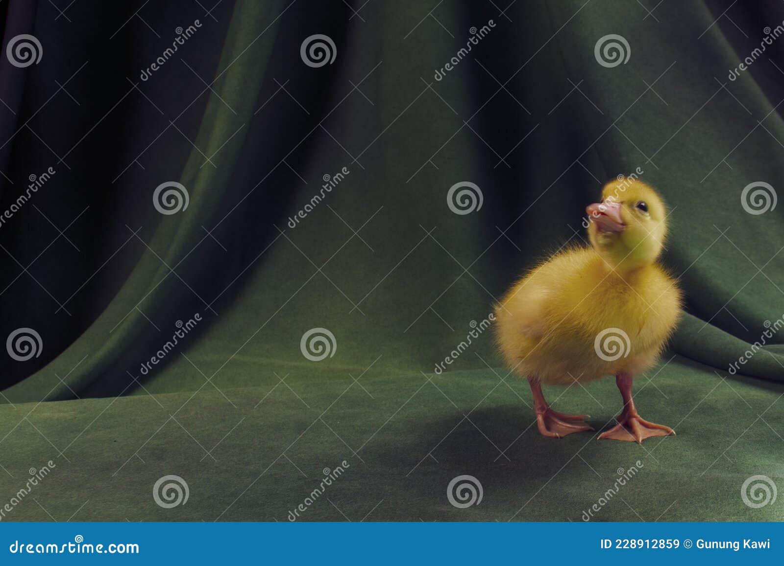 Cute Ducklings Green Background Stock Image - Image of baby, fluffy ...