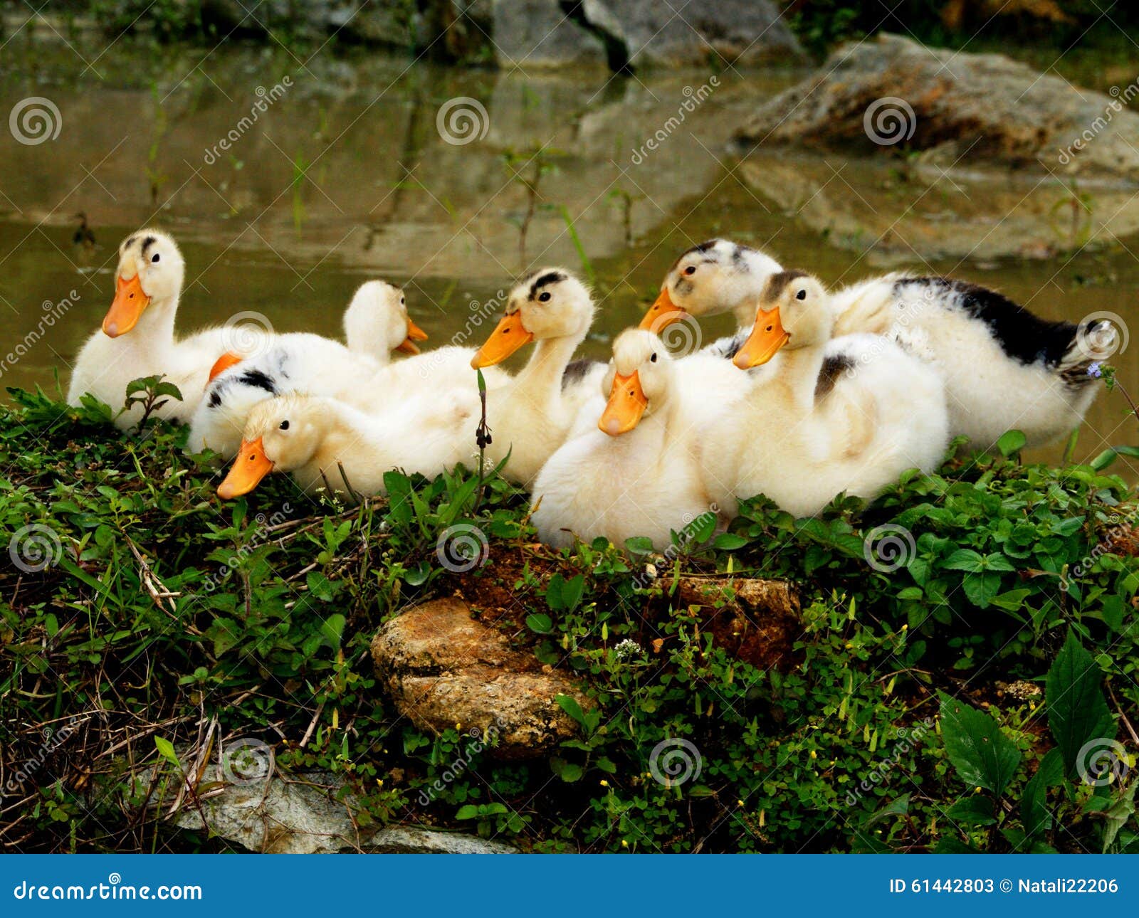 Cute ducklings stock image. Image of ducklings, sapa - 61442803