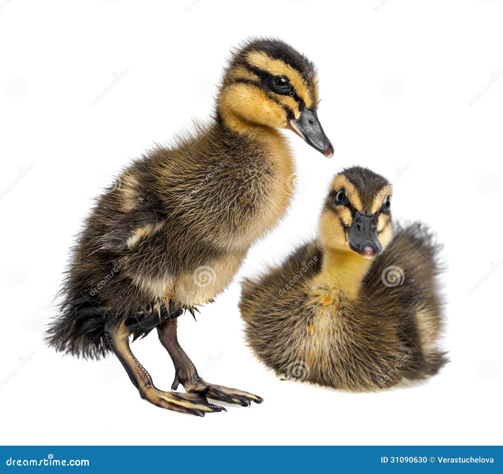 Cute ducklings stock photo. Image of isolation, domestic - 31090630
