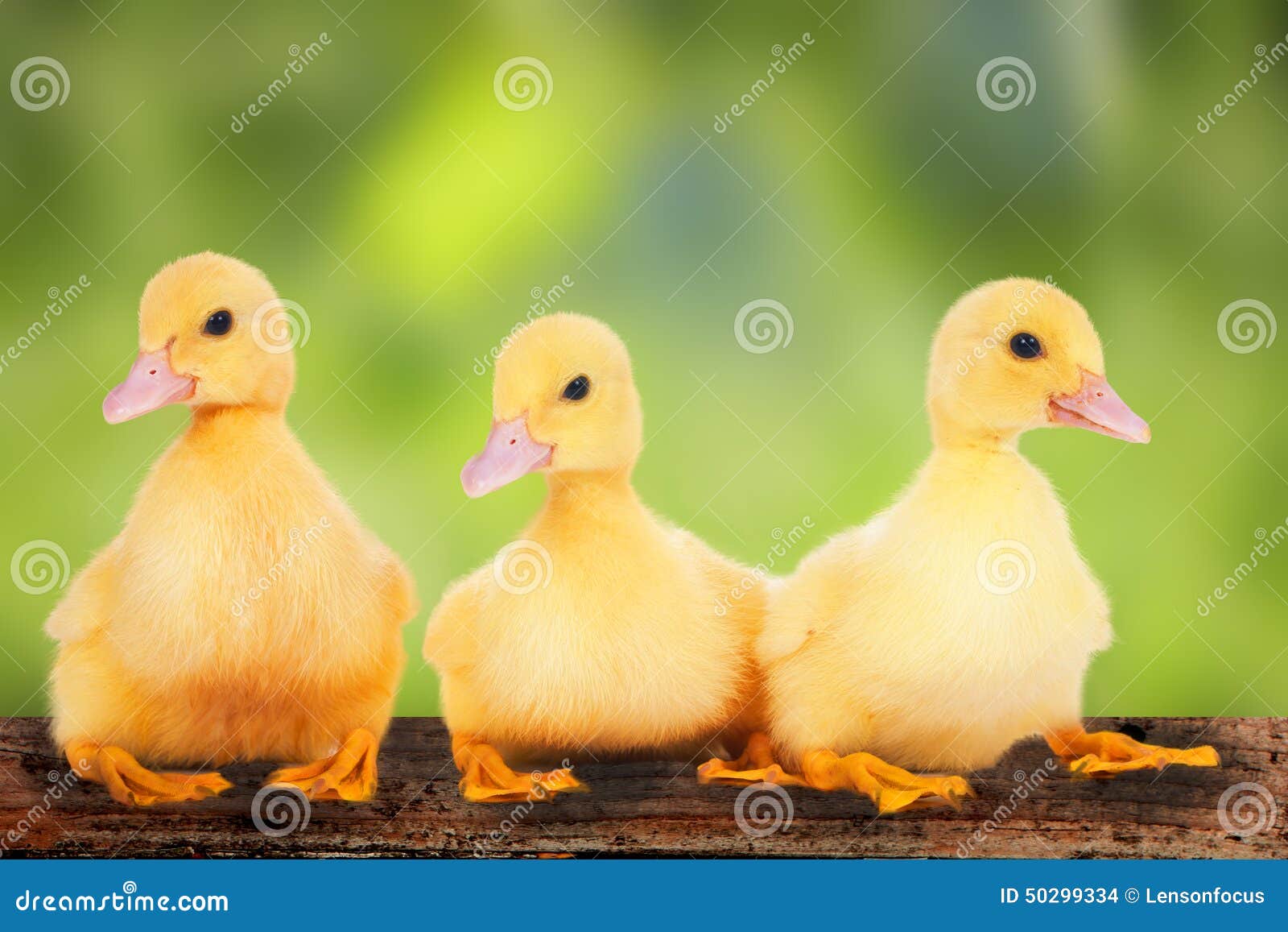 Cute Ducklings Stock Photography | CartoonDealer.com #15723968