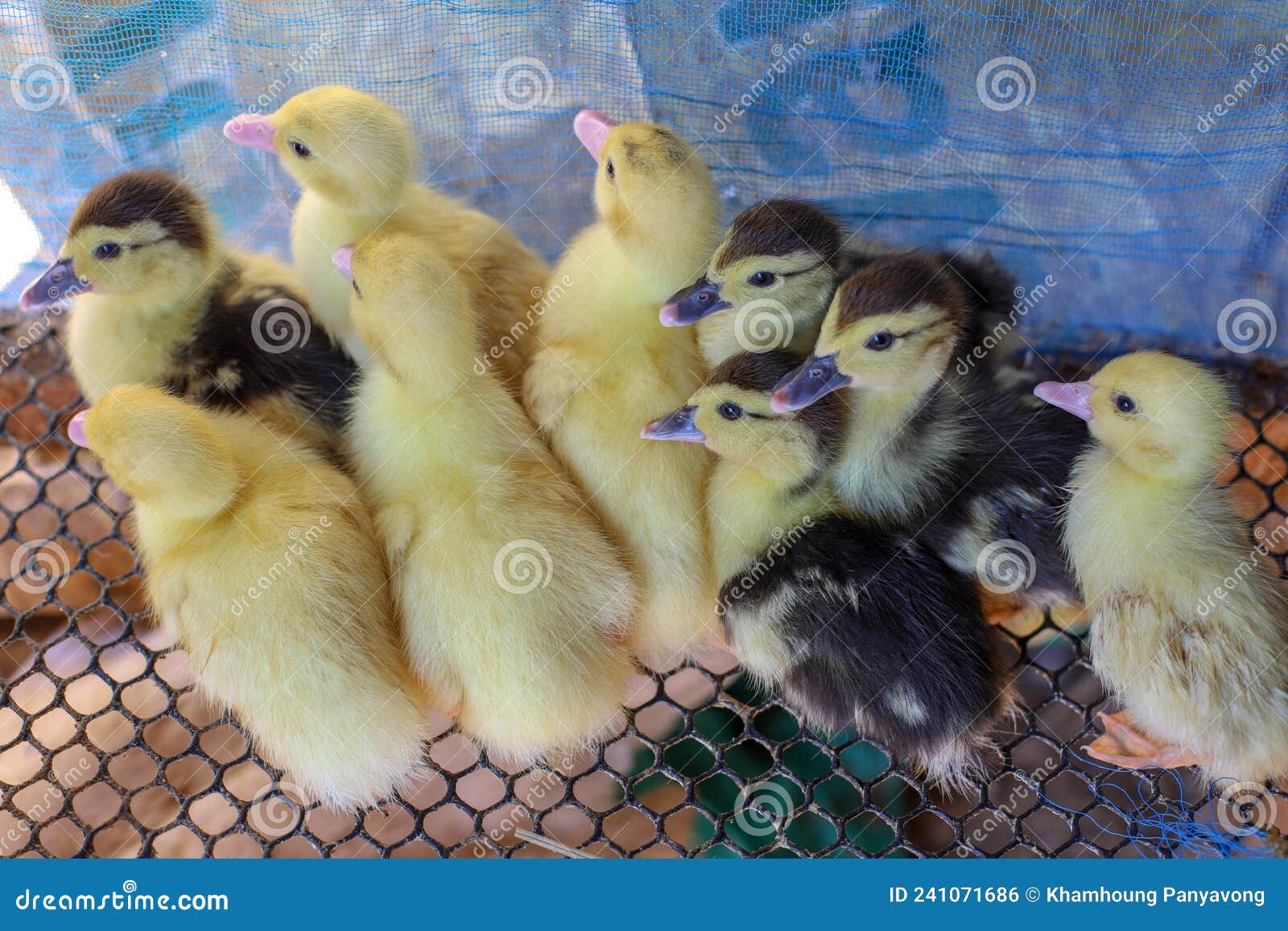 Cute Ducklings Running in the Stall Stock Photo - Image of farm, young ...