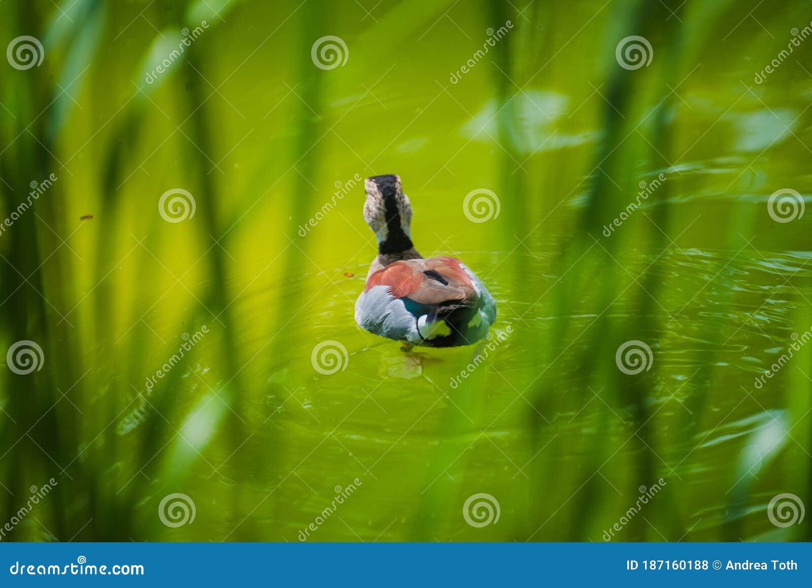 Cute Ducks Swimming in the Pool Stock Photo - Image of feather, funny ...