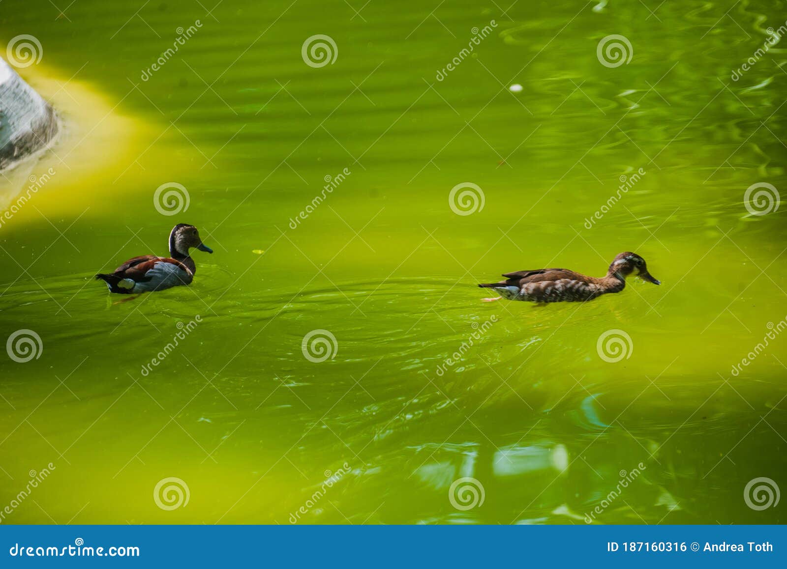 Cute Ducks Swimming in the Pool Stock Photo - Image of outdoor, anas ...