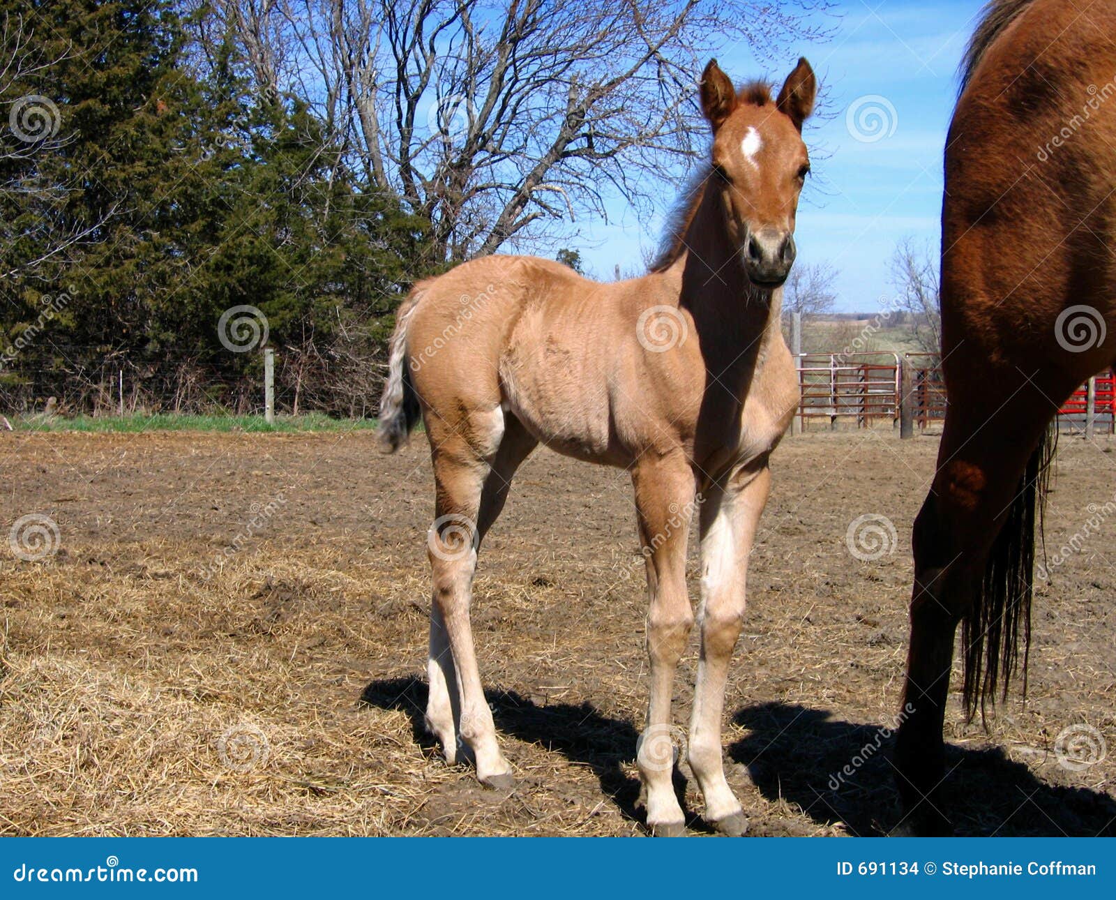 Cute dun filly stock photo. Image of countryside, stud - 691134