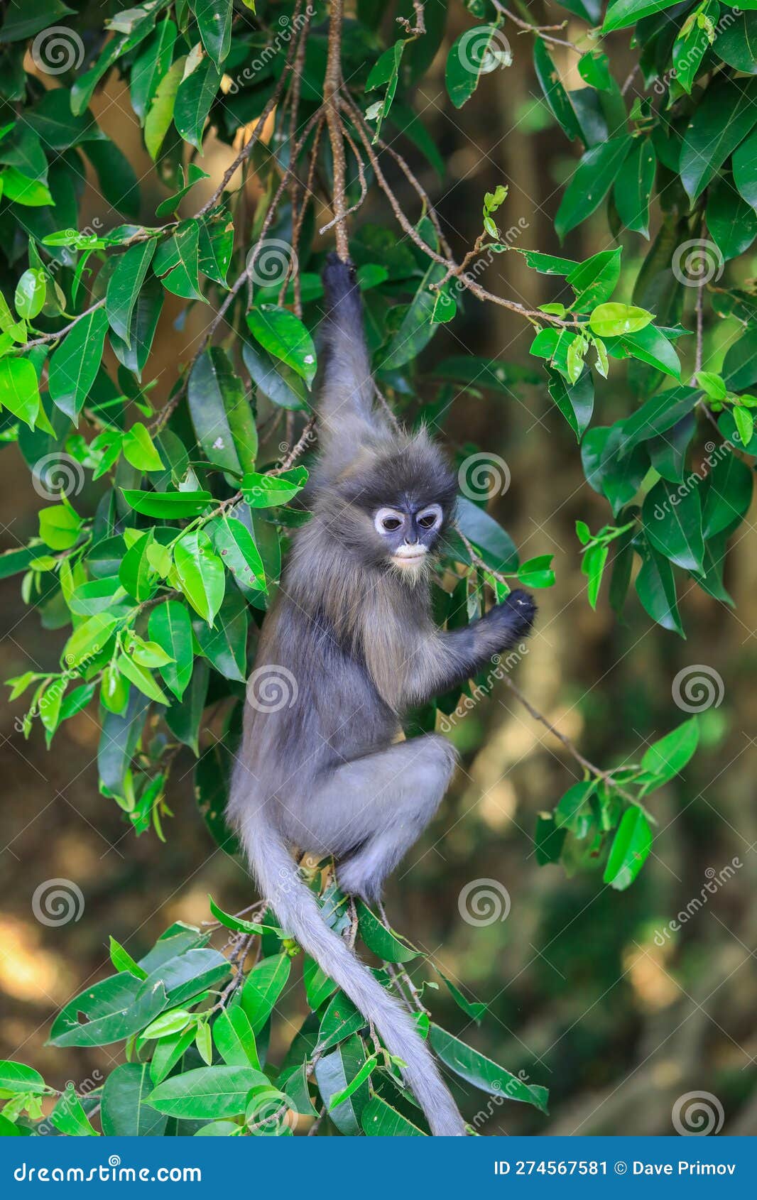 Cute Dusky Langur Monkey Inside the Green Trees in the Rain Forest ...