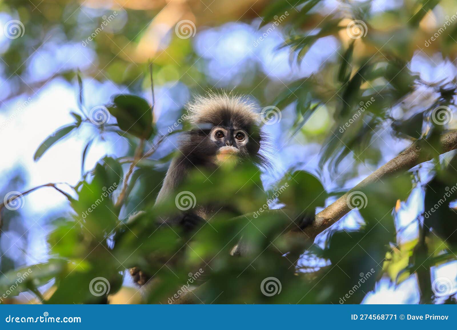 Cute Dusky Langur Monkey Inside the Green Trees in the Rain Forest ...