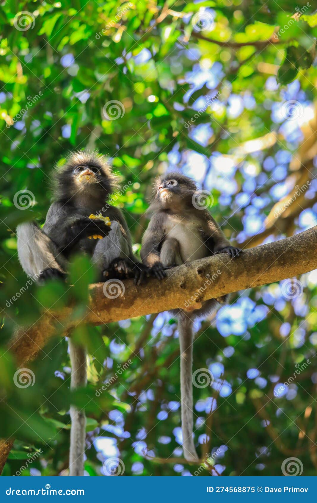 Cute Dusky Langur Monkey Inside the Green Trees in the Rain Forest ...