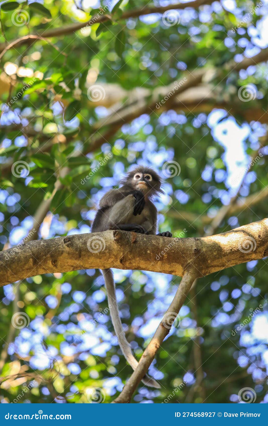 Cute Dusky Langur Monkey Inside the Green Trees in the Rain Forest ...
