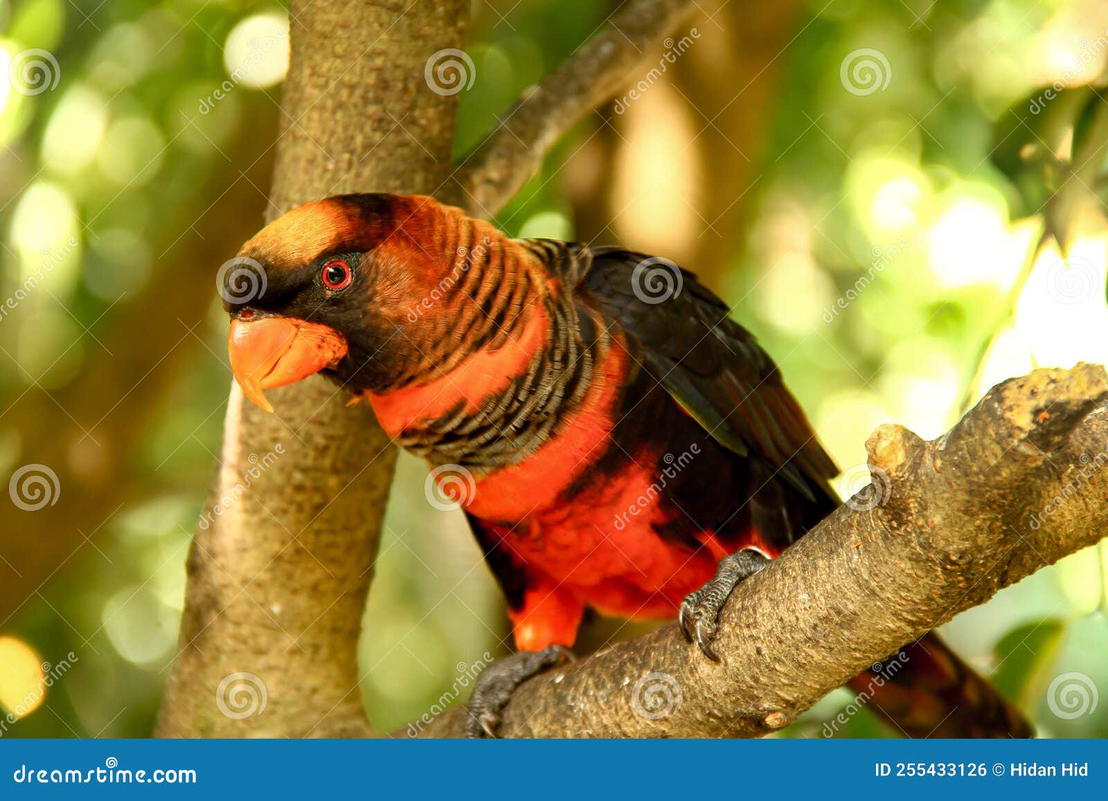 A Cute Dusky-orange Lorikeet Stock Photo - Image of isolated, fauna ...