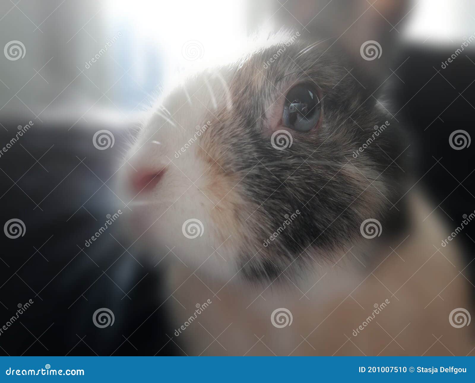 Cute Dutch rabbit pet stock photo. Image of bunny, breed - 201007510