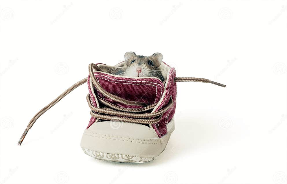 Cute Dwarf Hamster stock photo. Image of sneaking, humor - 8107090