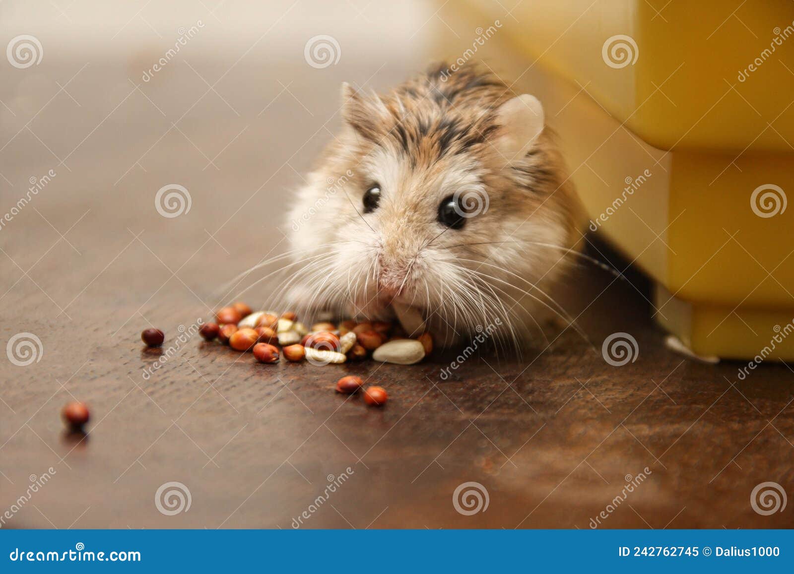 Cute Dwarf Hamster it is Out the Cage Eats a Grain - Roborovski Hamster ...